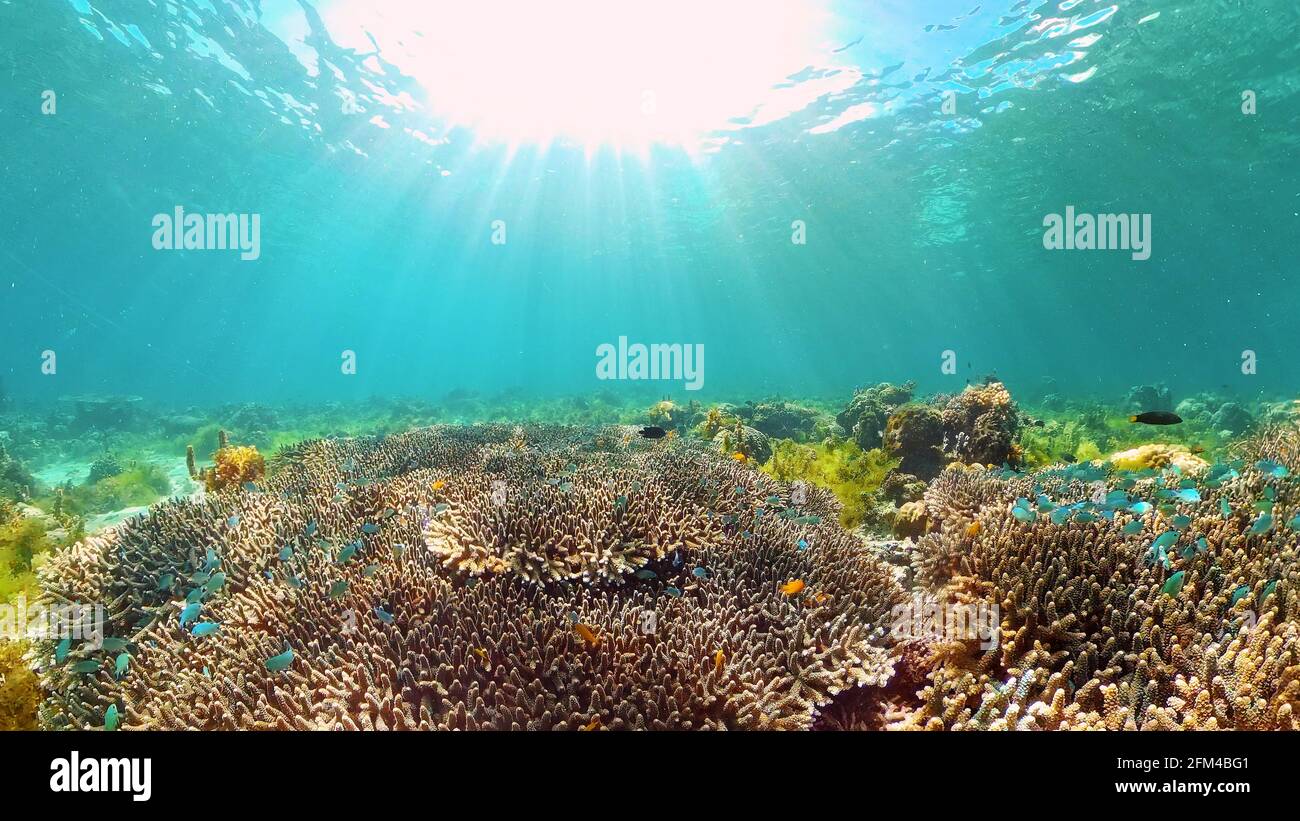 Underwater fish garden reef. Reef coral scene. Seascape under water ...