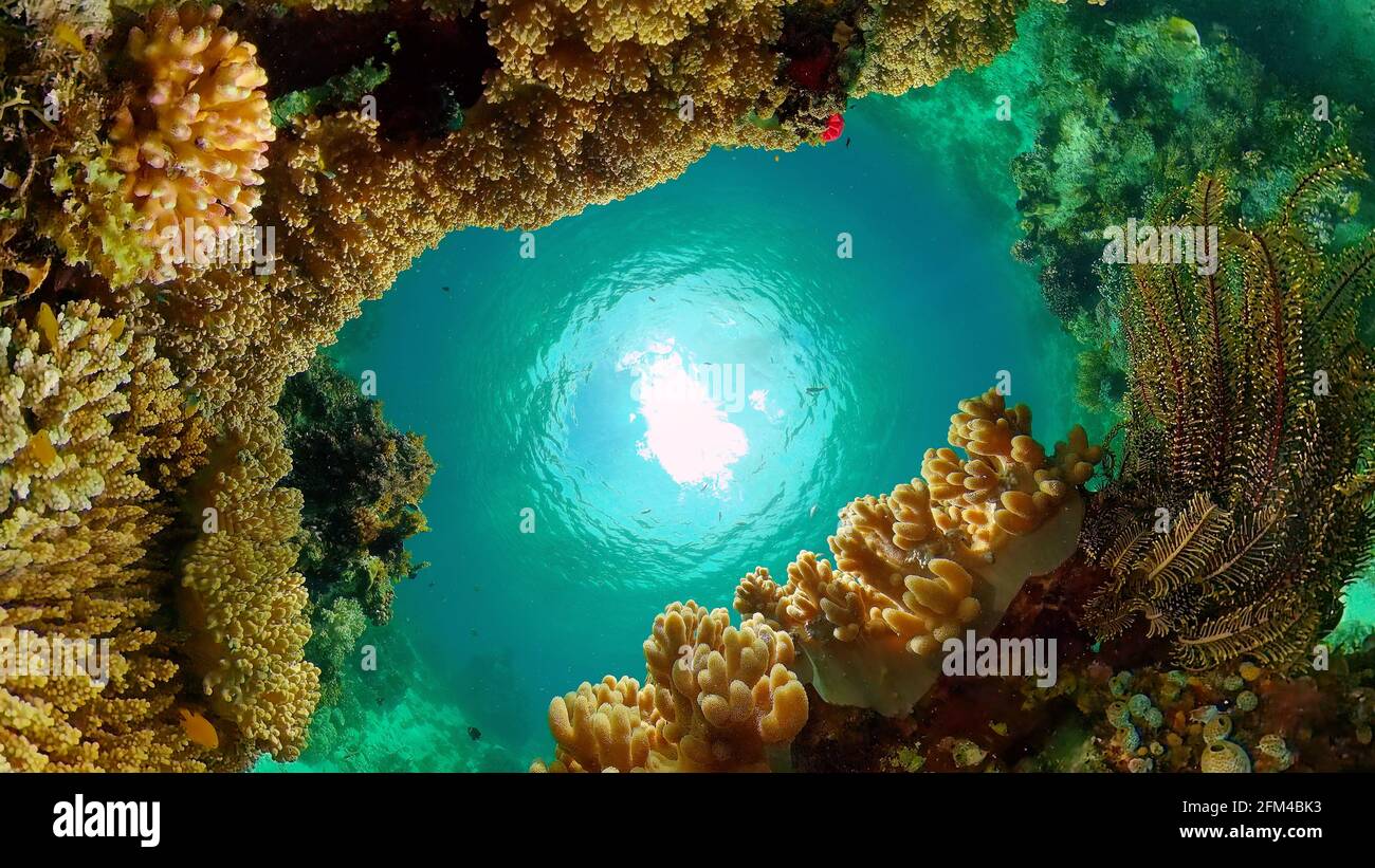 Beautiful underwater landscape with tropical fishes and corals. Life ...