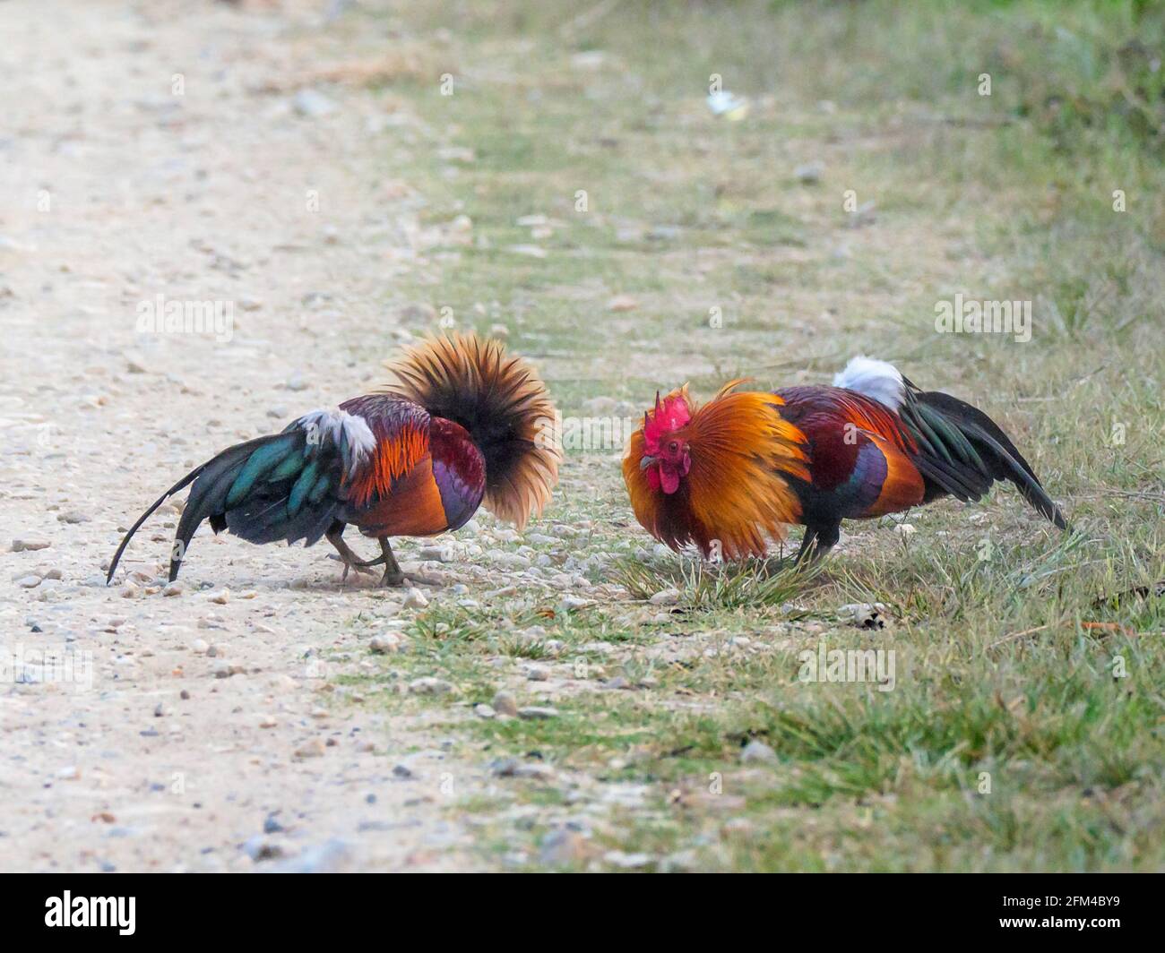 Junglefowls fighting for mating rights in Kaziranga National Park ...