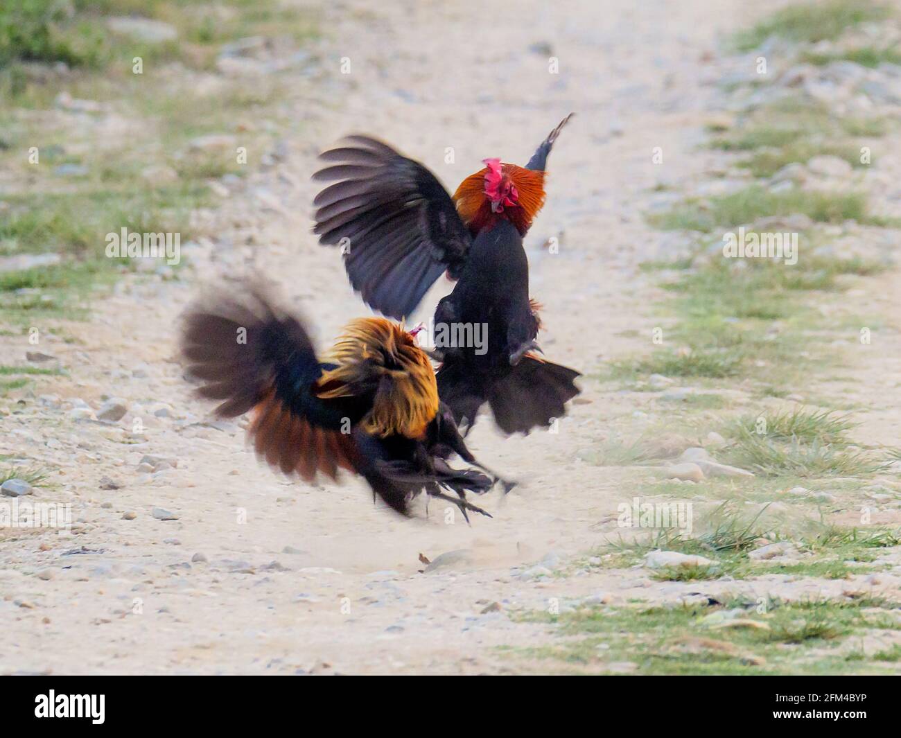 Junglefowls fighting for mating rights in Kaziranga National Park ...