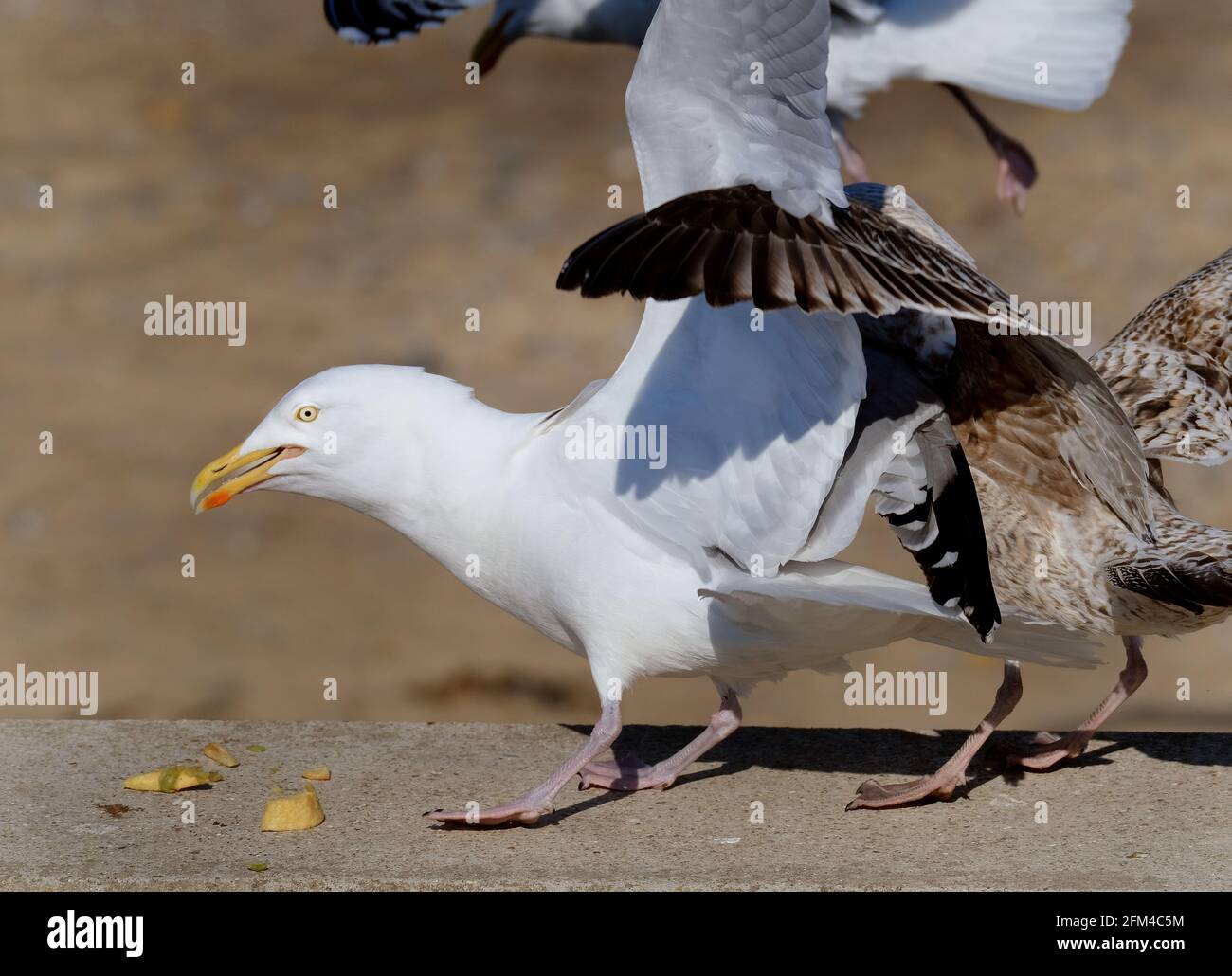 Gull eating chips hi-res stock photography and images - Alamy