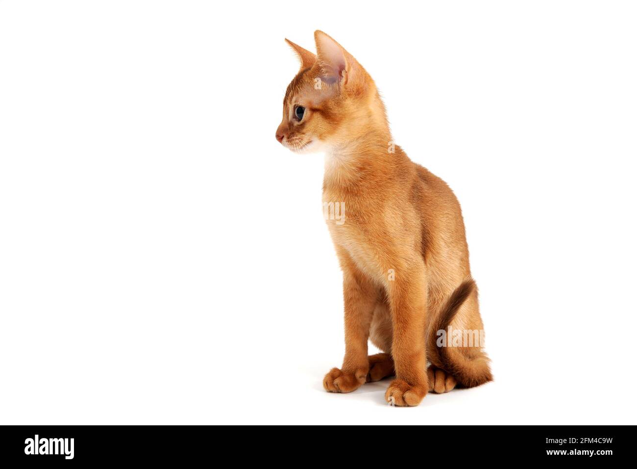 Abyssinian ginger cat sits on a white background Stock Photo - Alamy