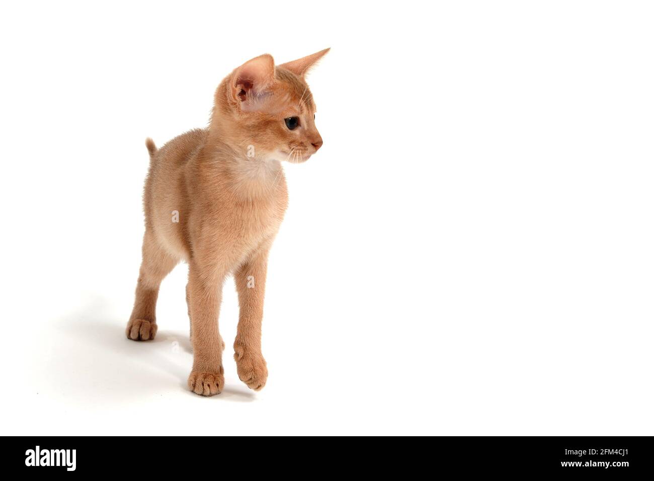 Abyssinian ginger cat stands on a white background Stock Photo - Alamy
