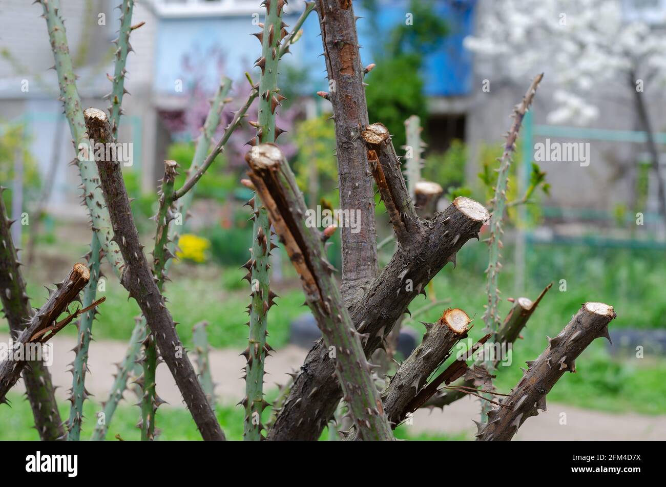 Briar Bush High Resolution Stock Photography and Images - Alamy