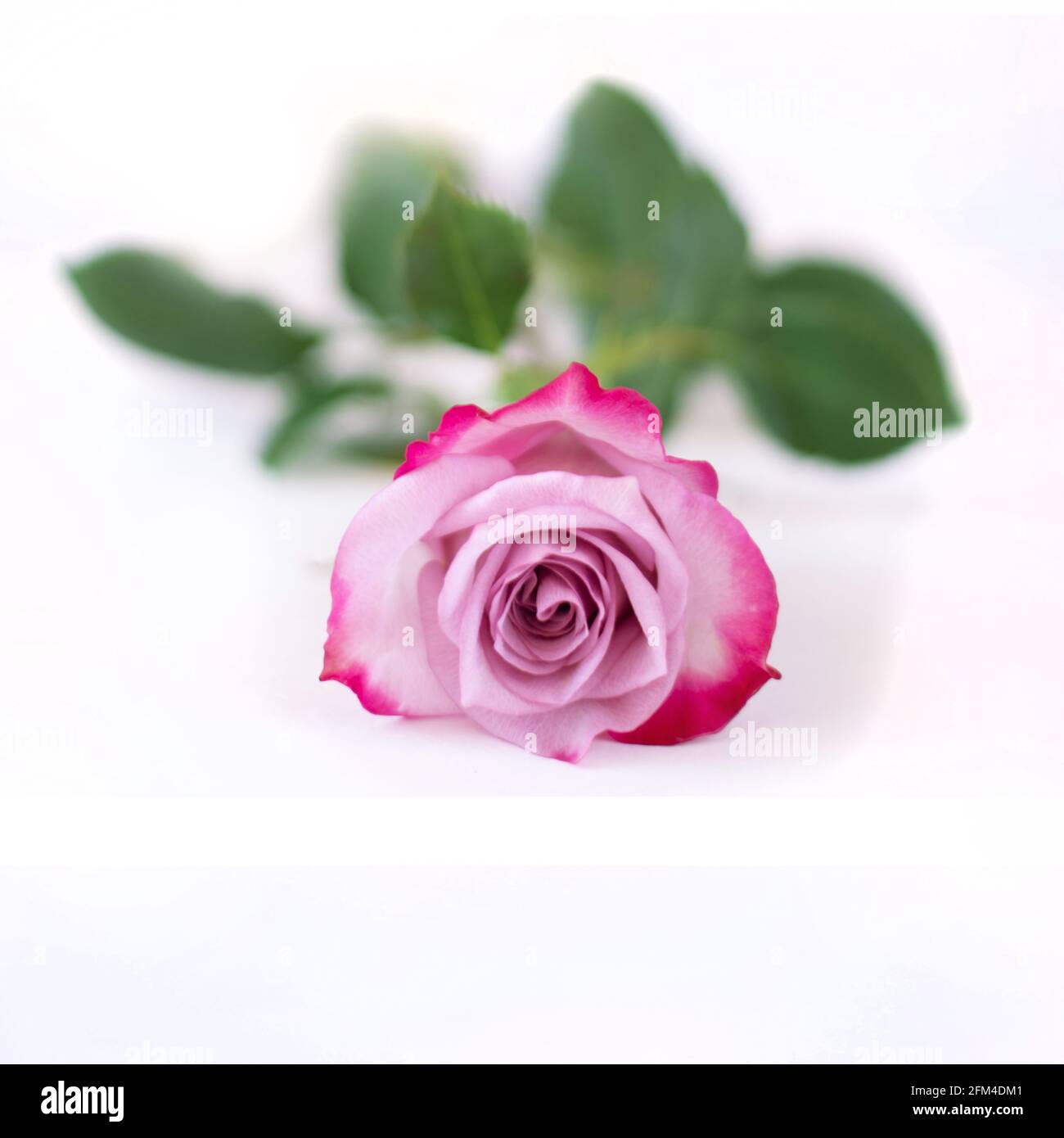 Pink rose on white background with shadow. One bicolor rose lies on a ...
