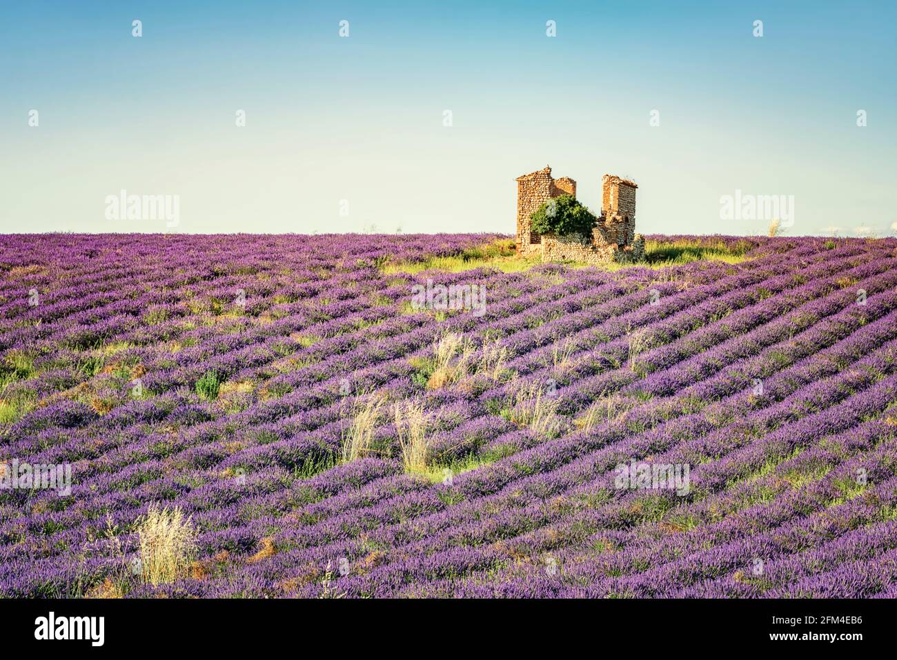 Lavender farm field rural france hi-res stock photography and images ...