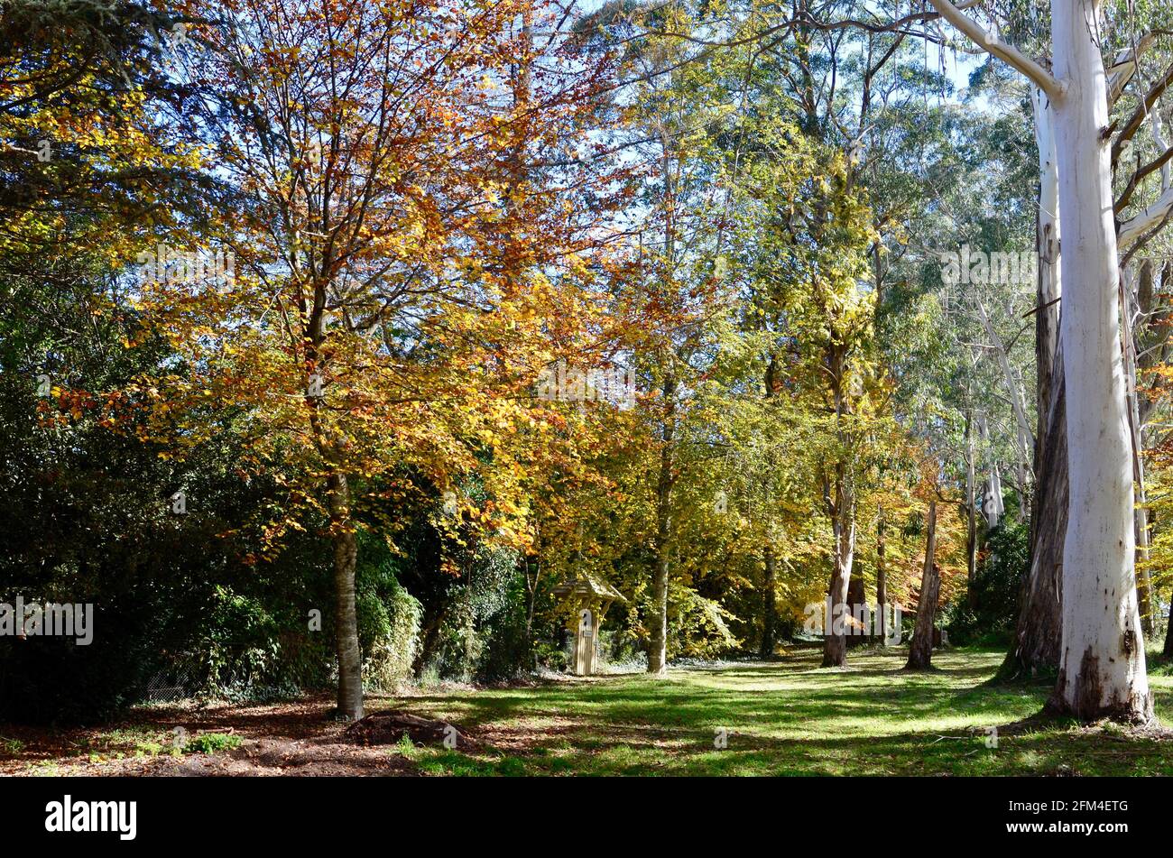 Trees in the country Stock Photo - Alamy