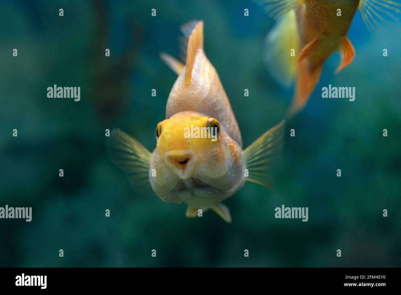 Red sea parrot fish hi-res stock photography and images - Alamy