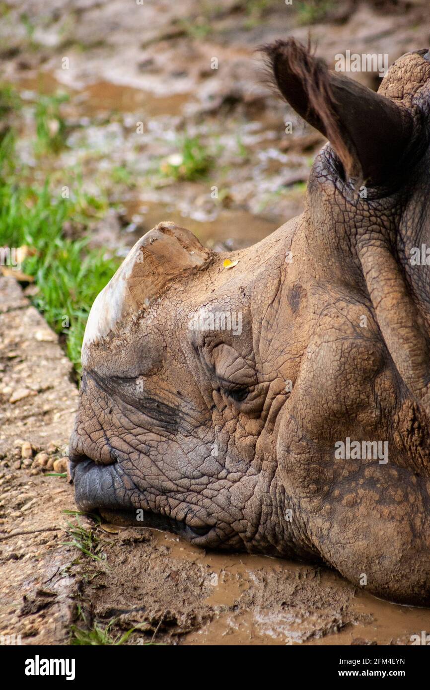 Rhino foot hi-res stock photography and images - Alamy