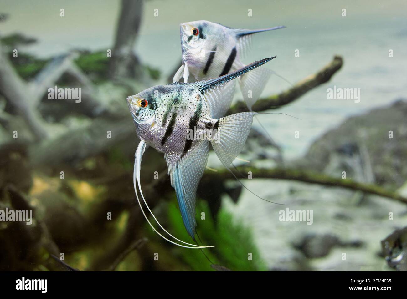 Zebra Angelfish Freshwater