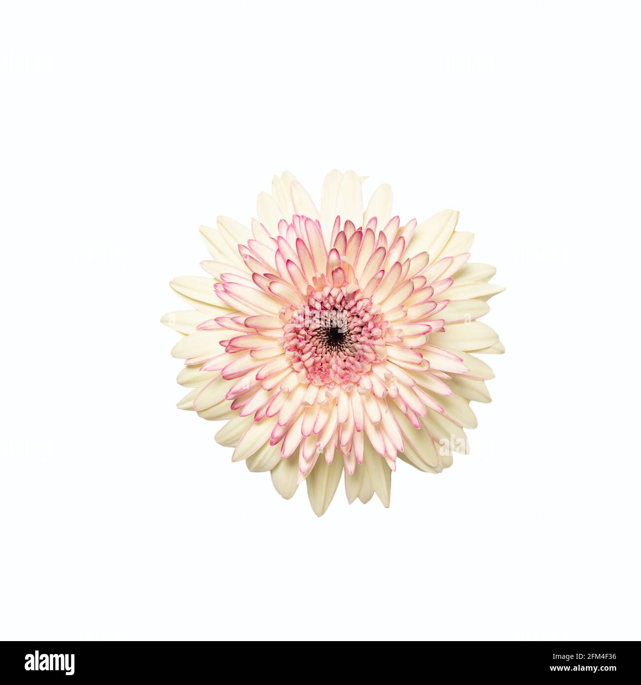 White gerbera flower head on white isolated background. Element for ...