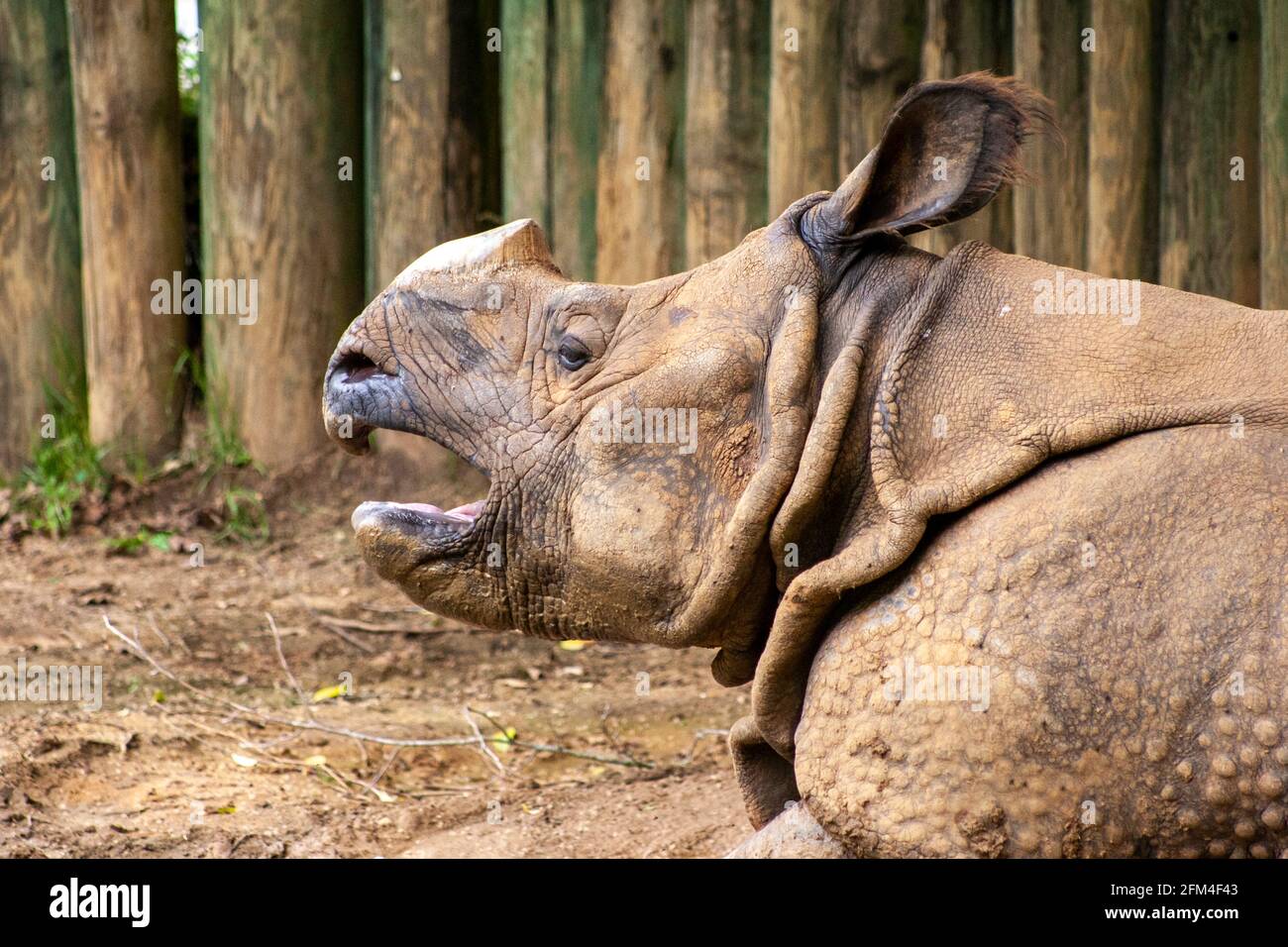 Rhino foot hi-res stock photography and images - Alamy