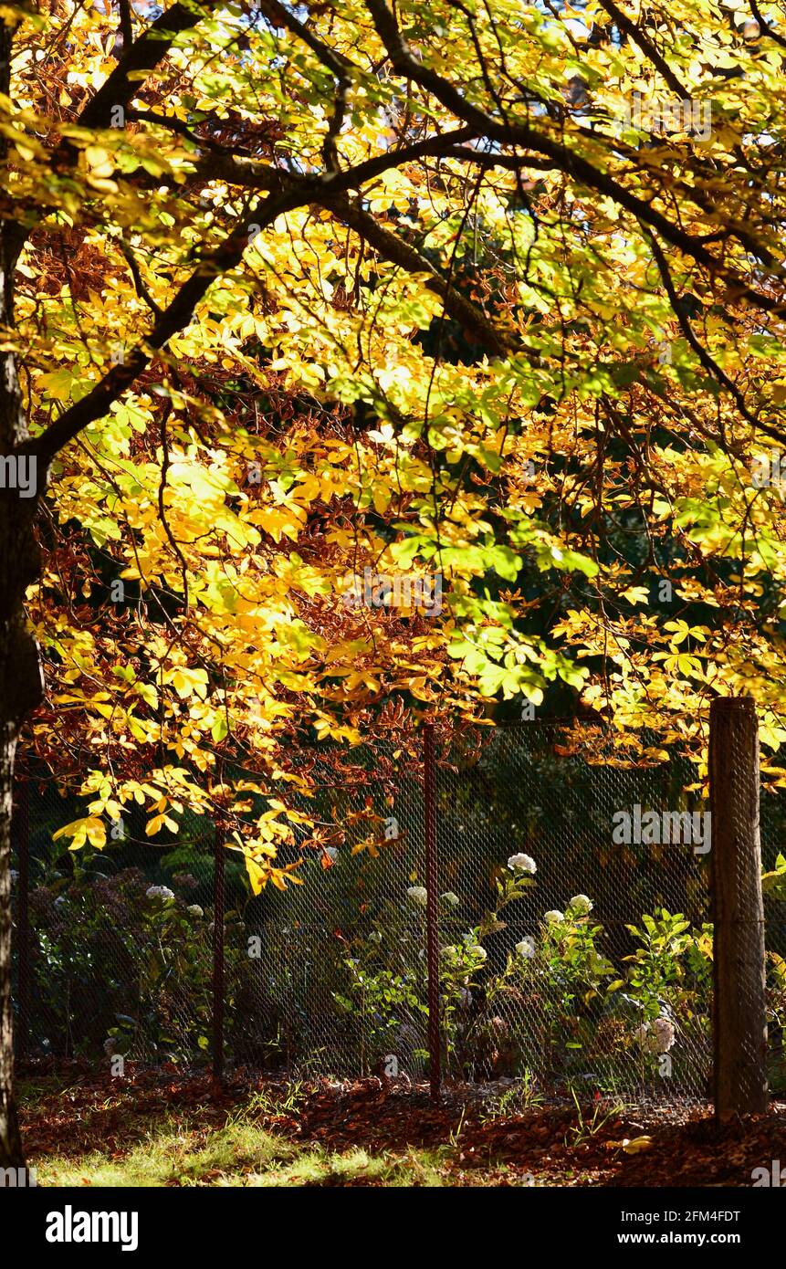 Trees in the country Stock Photo - Alamy