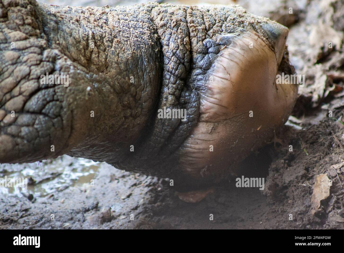 Rhino foot hi-res stock photography and images - Alamy