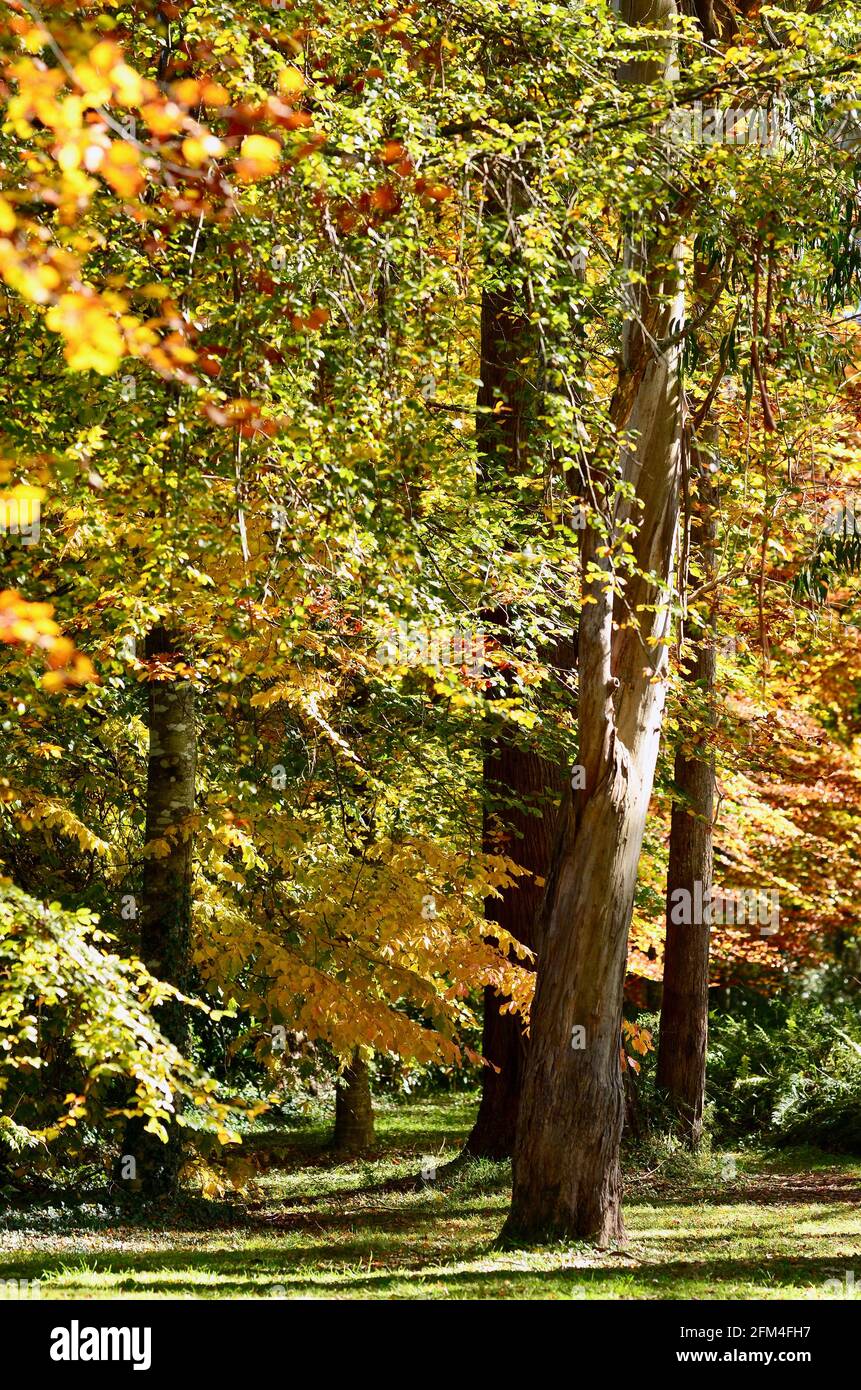 Trees in the country Stock Photo - Alamy