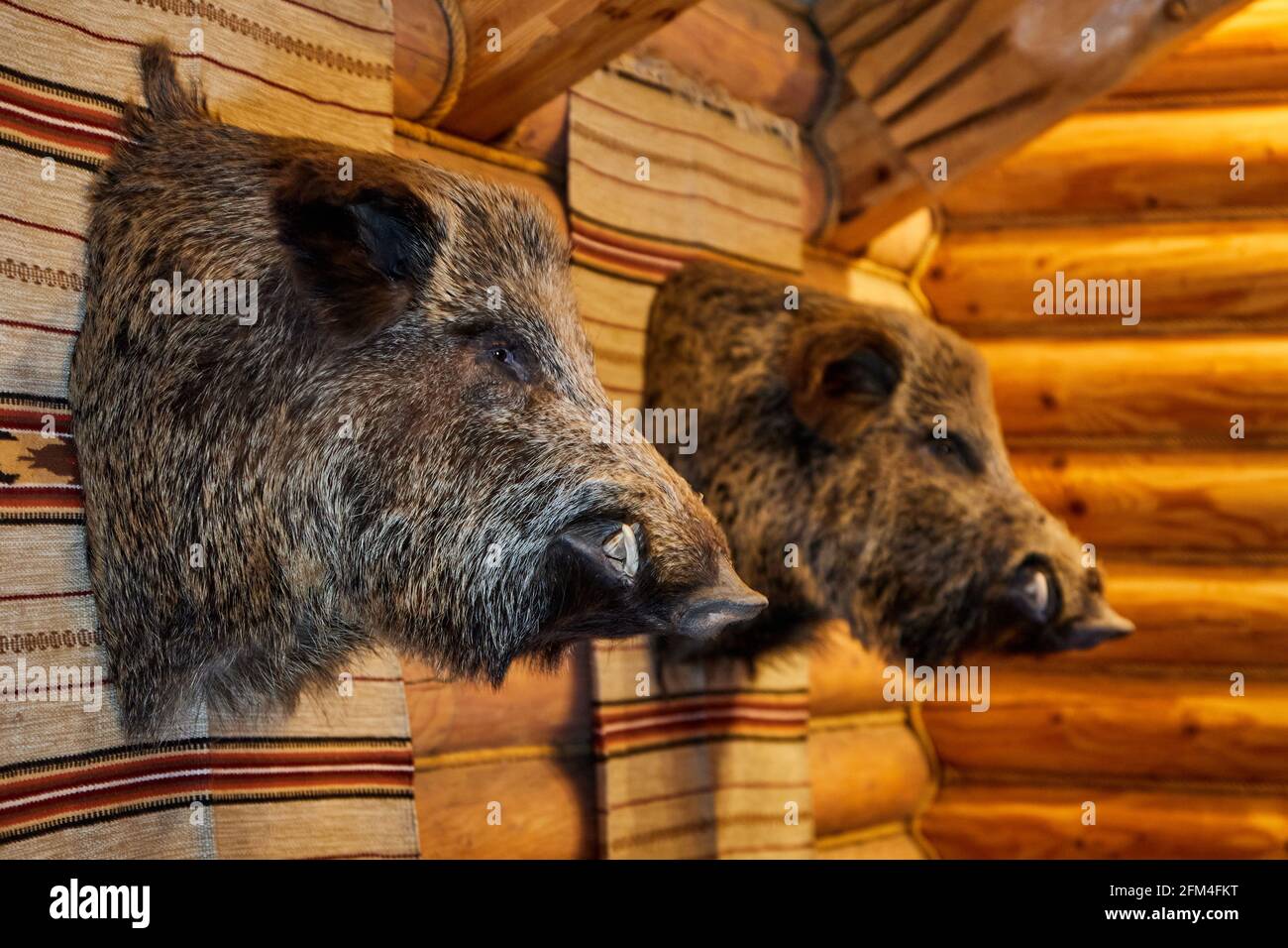 Heads of a stuffed wild boar on the wooden wall in hunter house Stock ...