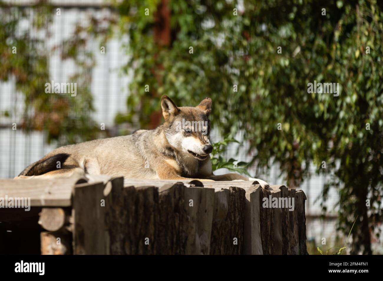 Grey Wolf Looks Out Head and Body Stock Photo - Alamy
