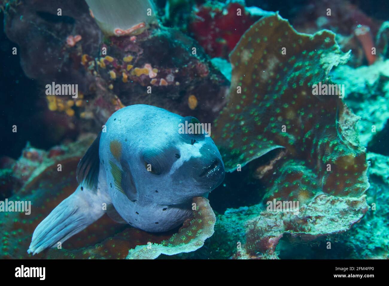 Puffer Fish Resting In The Coral Reef. Selayar South Sulawesi Indonesia ...