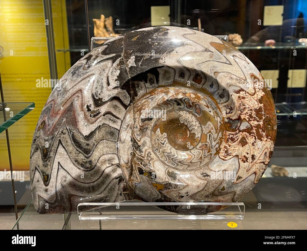 Ammonites, subclass of extinct cephalopod molluscs Stock Photo - Alamy