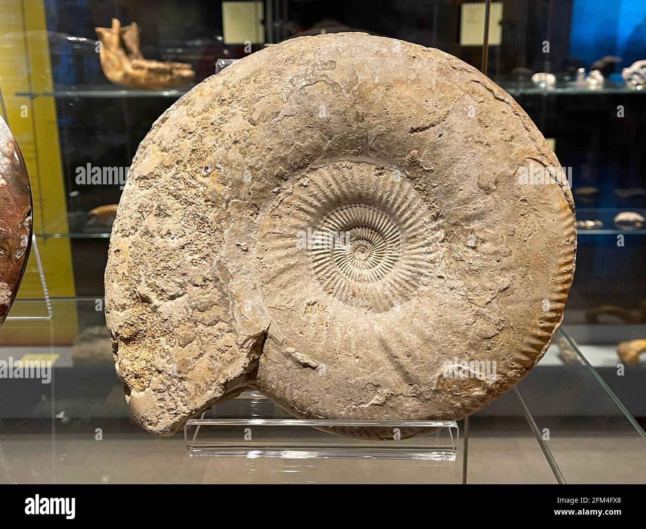 Ammonites, subclass of extinct cephalopod molluscs Stock Photo - Alamy