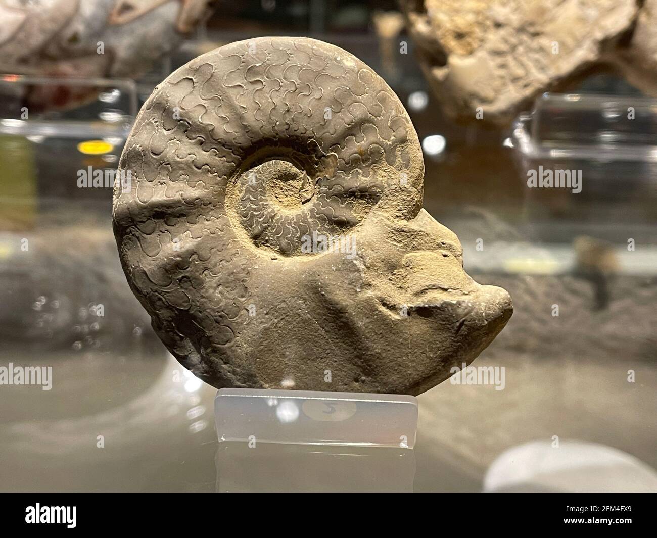 Ammonites, subclass of extinct cephalopod molluscs Stock Photo - Alamy