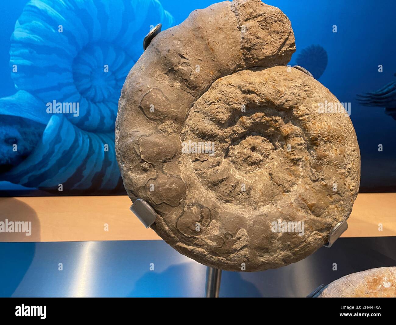 Ammonites, subclass of extinct cephalopod molluscs Stock Photo - Alamy