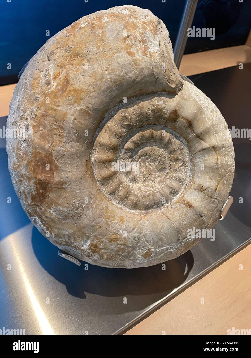 Piedra fosil hi-res stock photography and images - Alamy