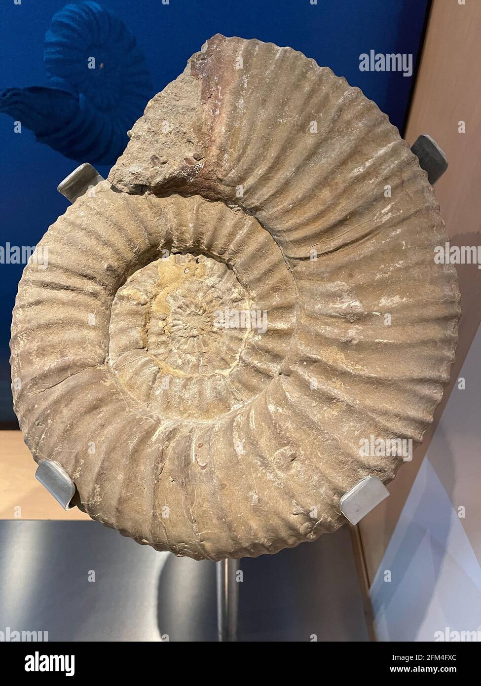 Ammonites, subclass of extinct cephalopod molluscs Stock Photo - Alamy