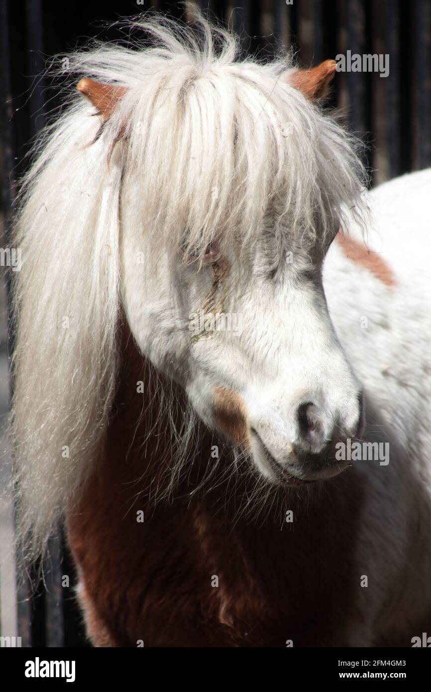 close up portrait of a pony. Vertical image Stock Photo - Alamy