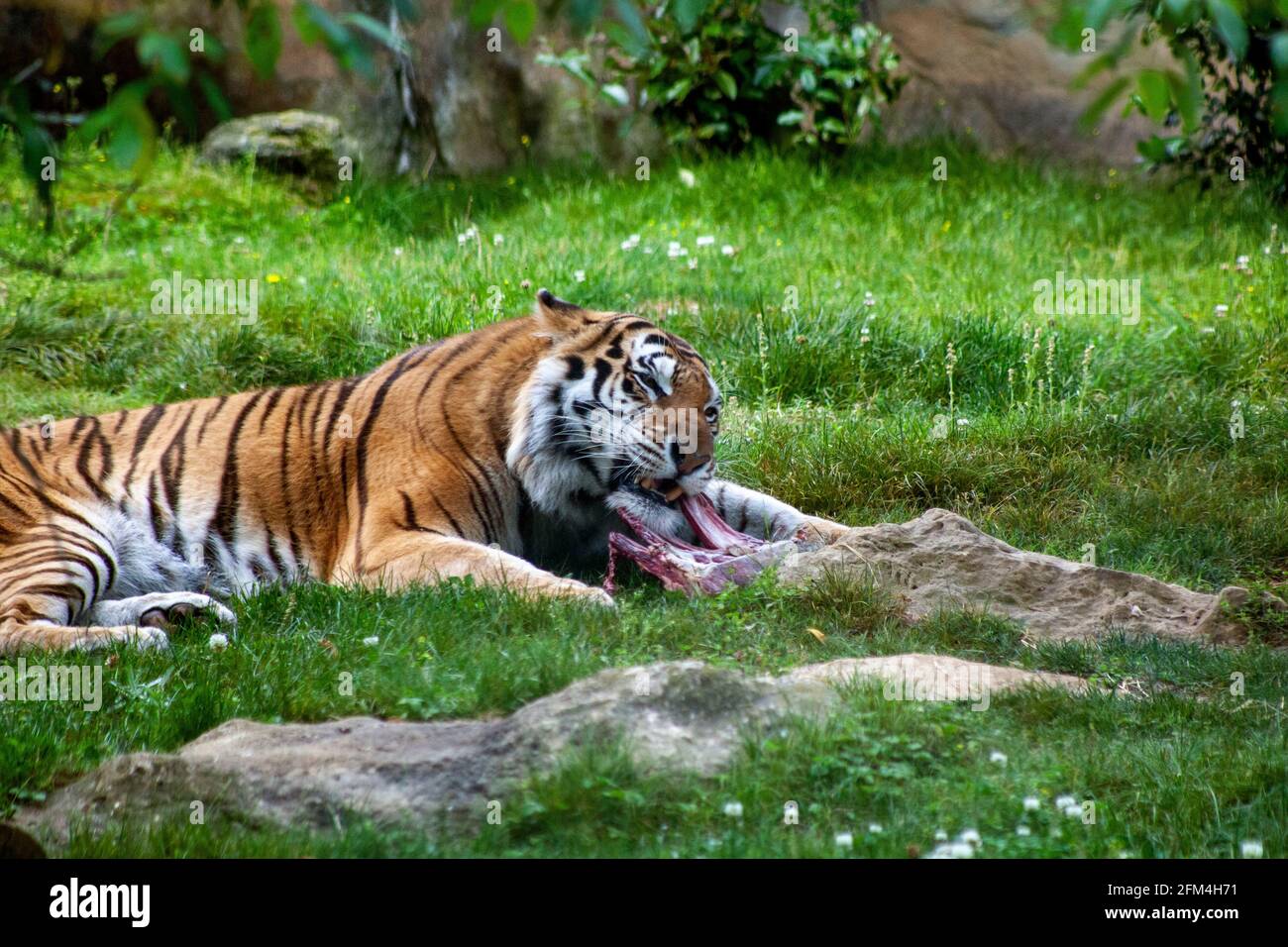 Dangerous tiger hi-res stock photography and images - Alamy