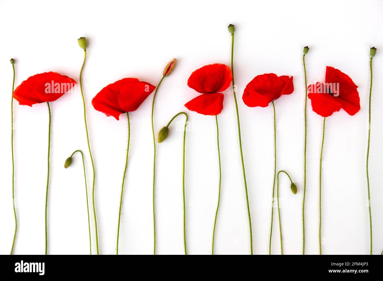 Poppy flowers in continuous hi-res stock photography and images - Alamy
