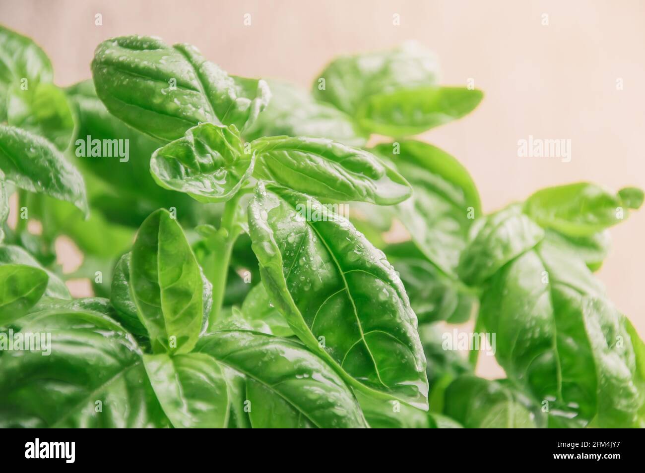 Basil water drops High Resolution Stock Photography and Images - Alamy