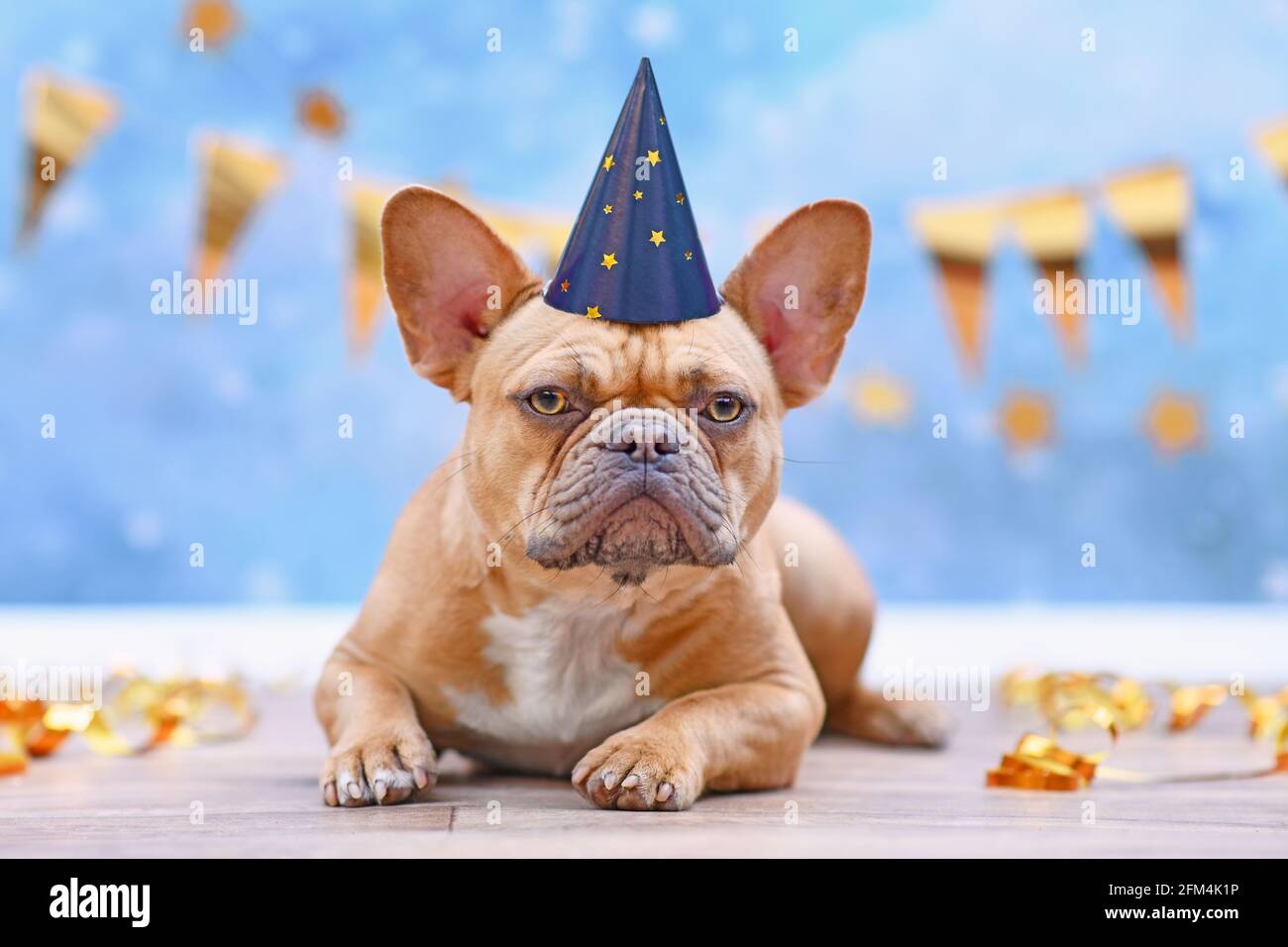 French Bulldog with birthday part hat in front of blurry blue ...