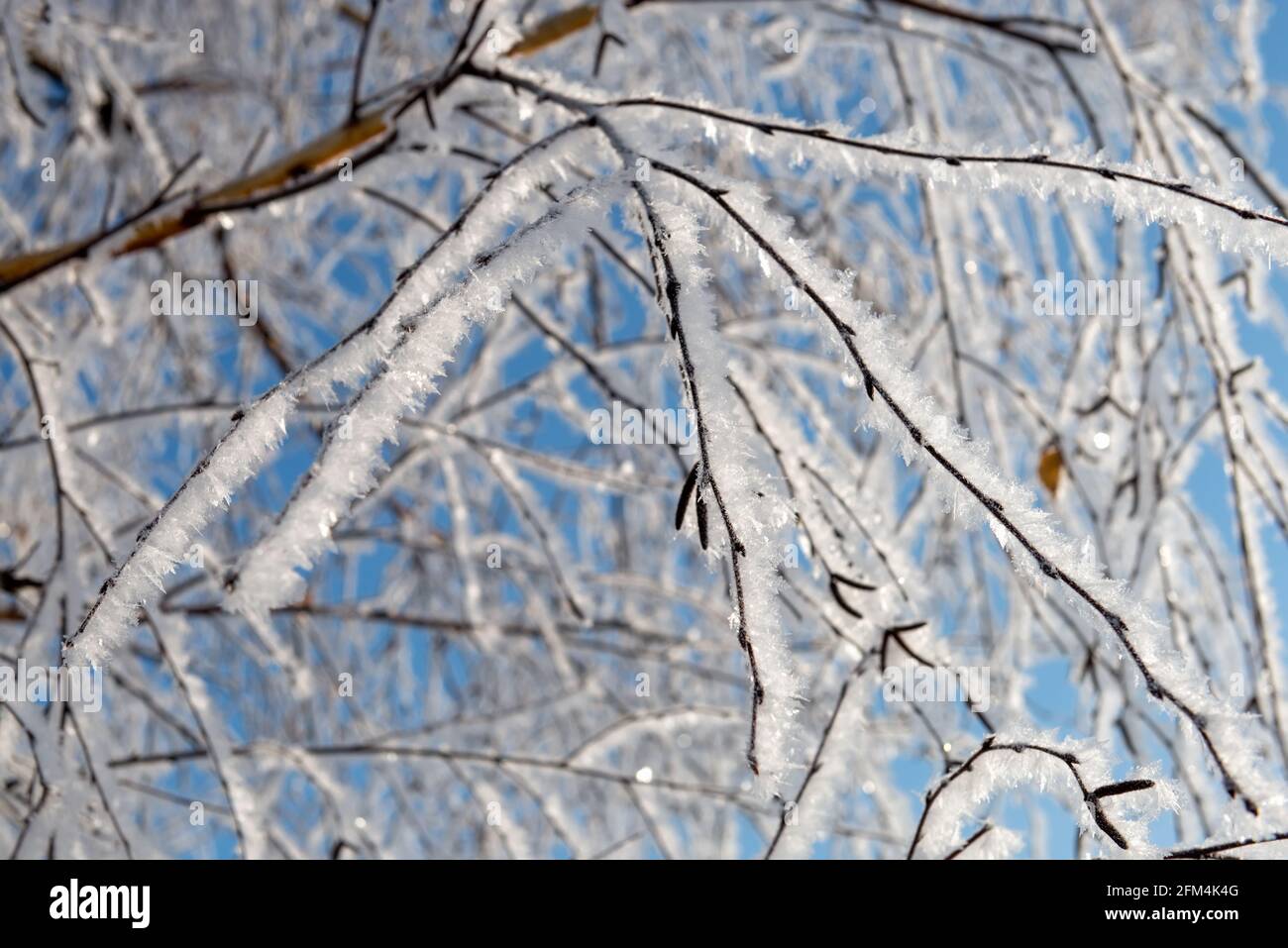 The branches of the tree are covered with frost on a winter sunny cold ...