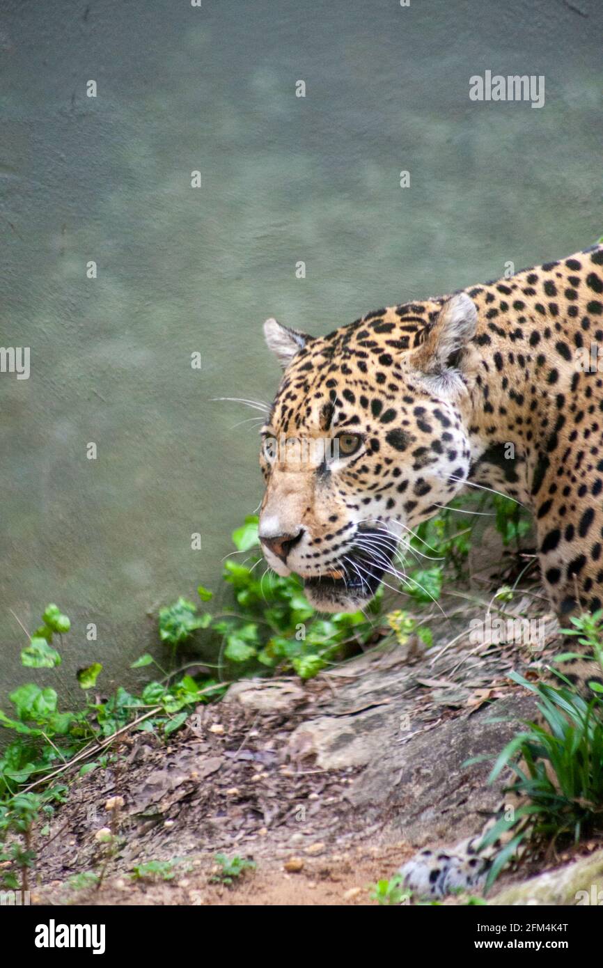Jaguar eating hi-res stock photography and images - Alamy