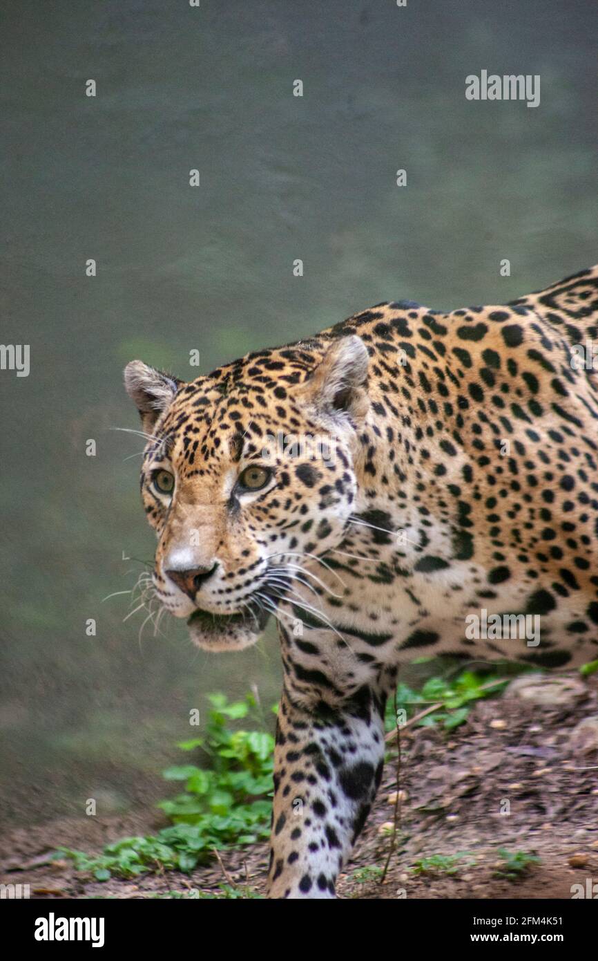 Jaguar eating wild hi-res stock photography and images - Alamy