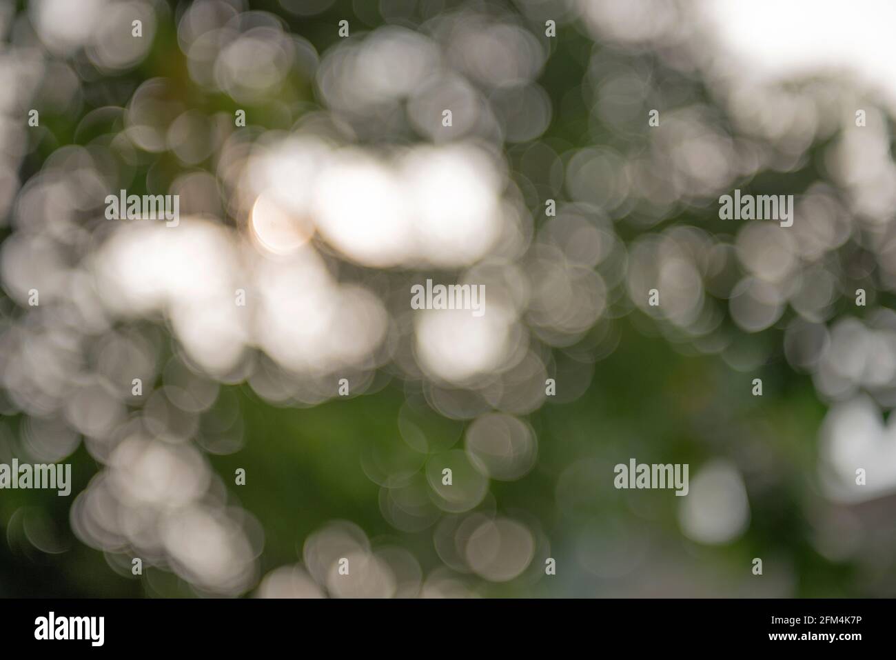 Green plants with blurred background Stock Photo - Alamy