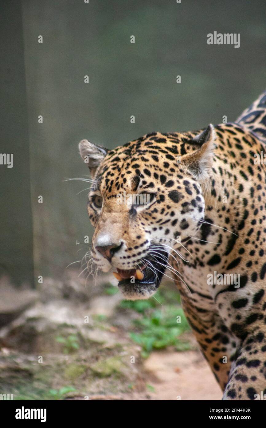 Jaguar zoo eating hi-res stock photography and images - Alamy