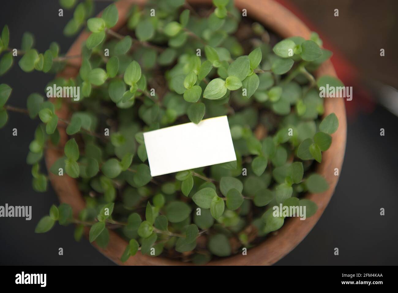 Soil with growing plants above it and empty white paper in the pot ...