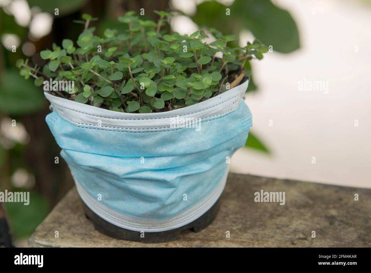 The green plant with a face mask in a pot. World environment day Stock ...