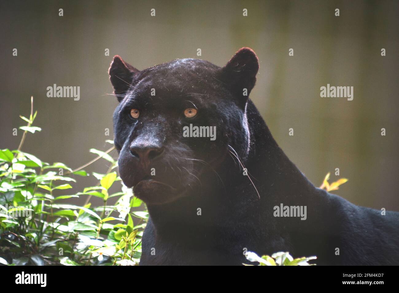 Black jaguar wildlife hi-res stock photography and images - Alamy