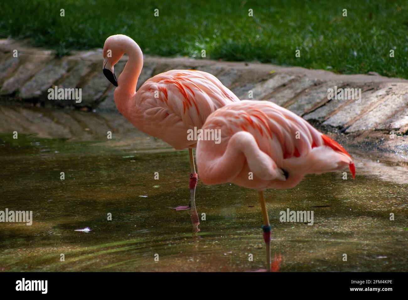 Peeking flamingo hi-res stock photography and images - Alamy