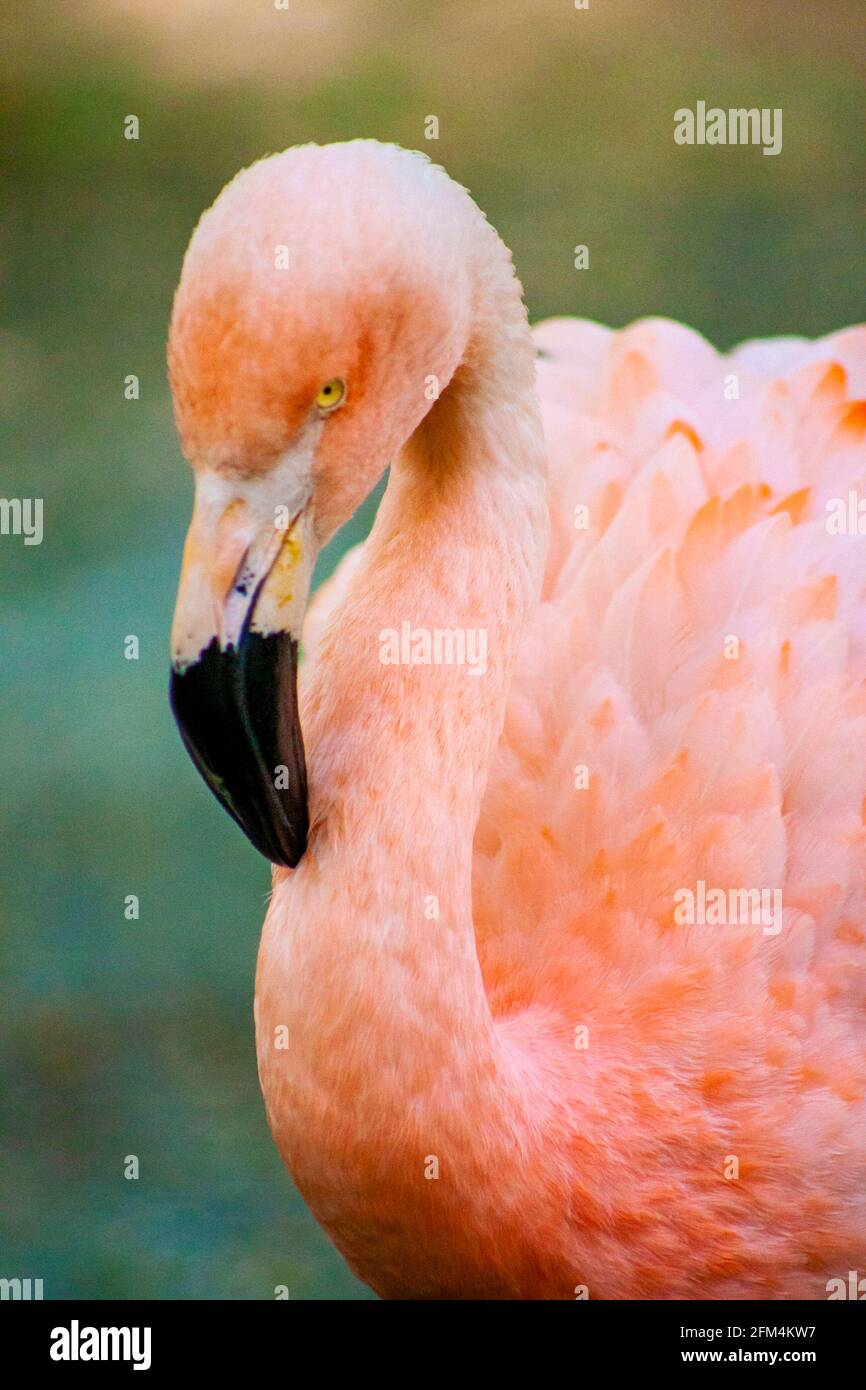 Peeking flamingo hi-res stock photography and images - Alamy