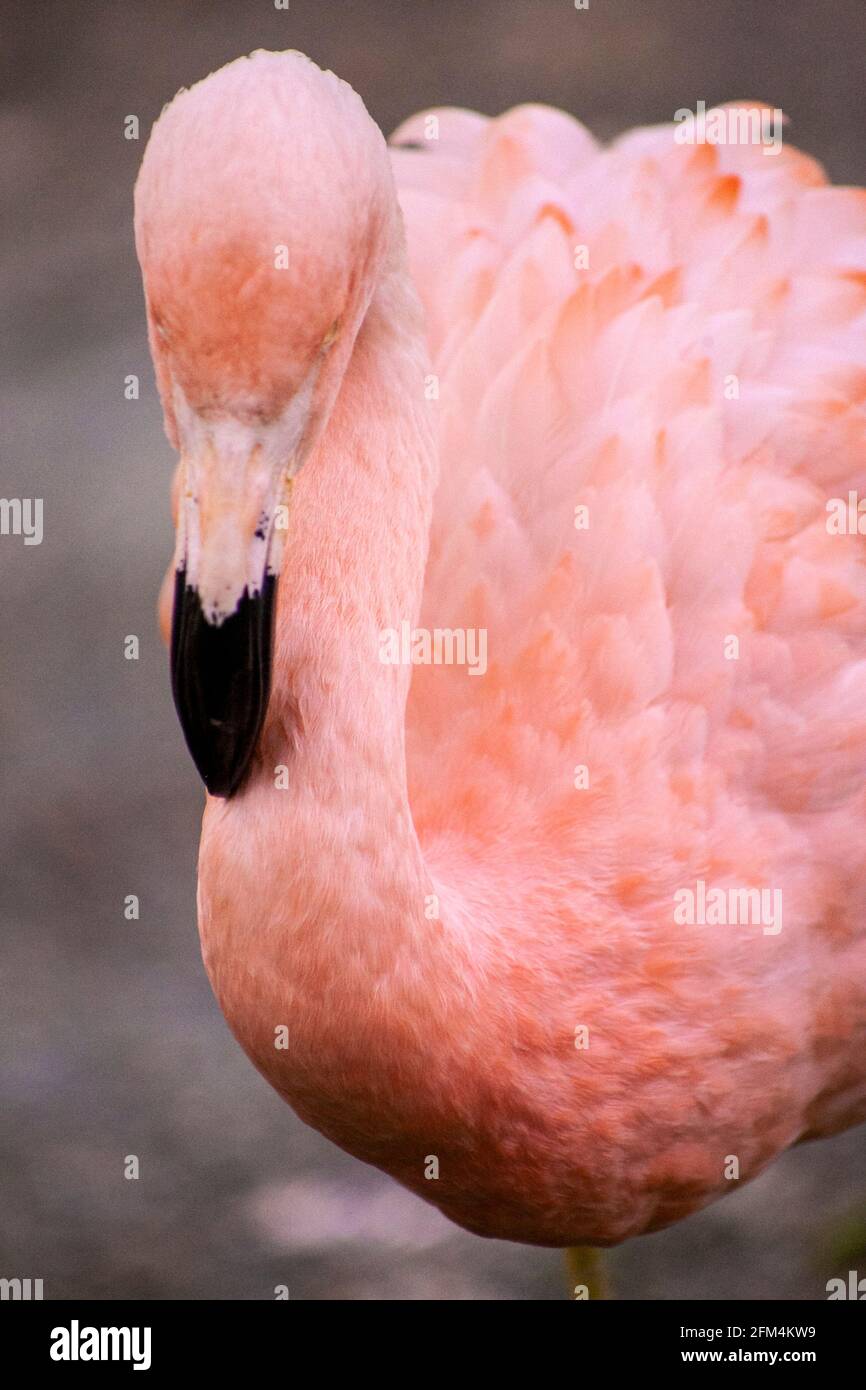 Peeking flamingo hi-res stock photography and images - Alamy