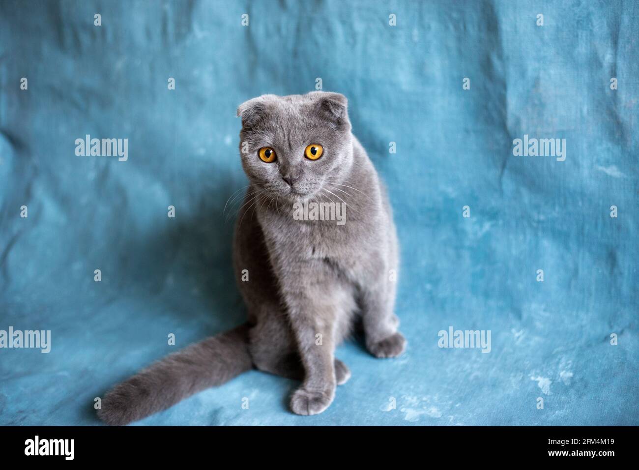 Lovely blue scottish fold hi-res stock photography and images - Alamy