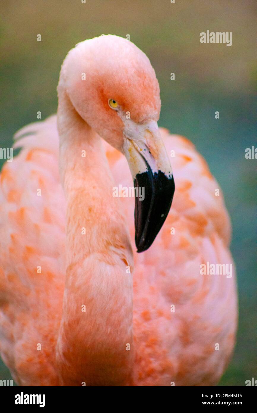 Peeking flamingo hi-res stock photography and images - Alamy