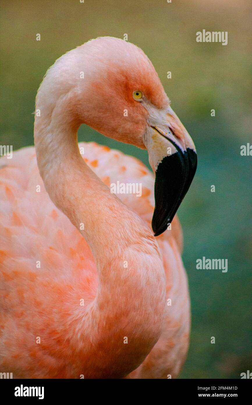 Peeking flamingo hi-res stock photography and images - Alamy