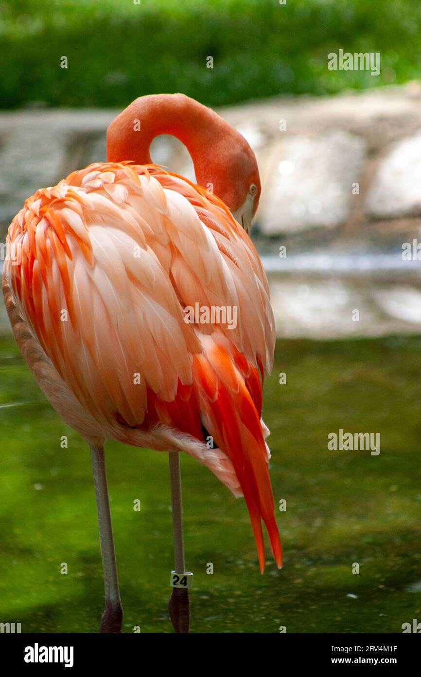 Peeking flamingo hi-res stock photography and images - Alamy