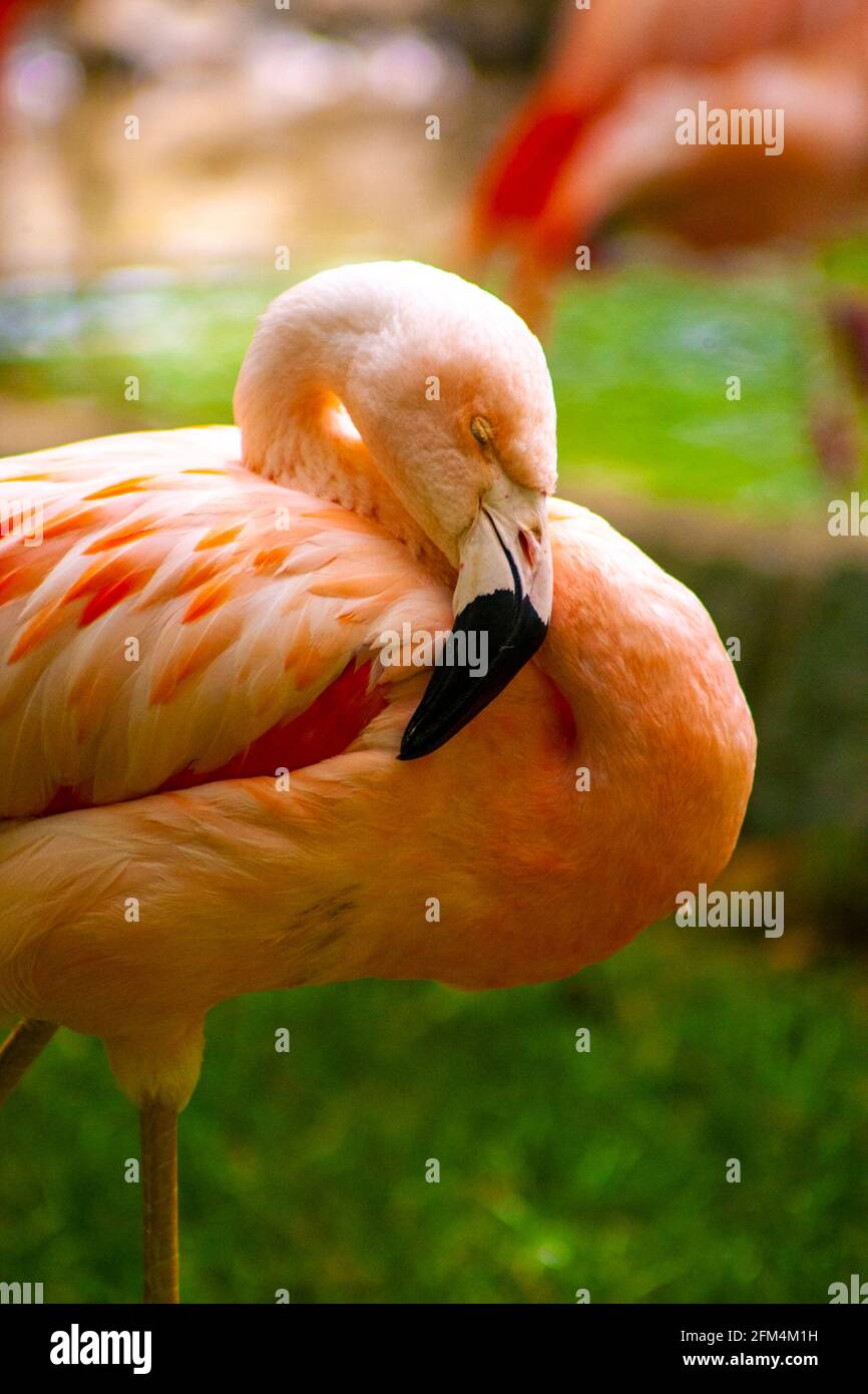 Peeking flamingo hi-res stock photography and images - Alamy