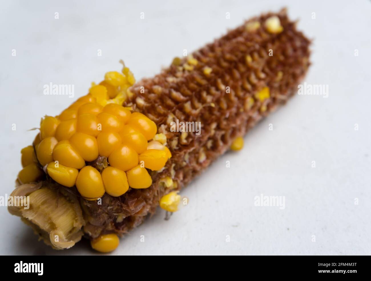 A close up shot a half eaten corn in studio settings with white ...